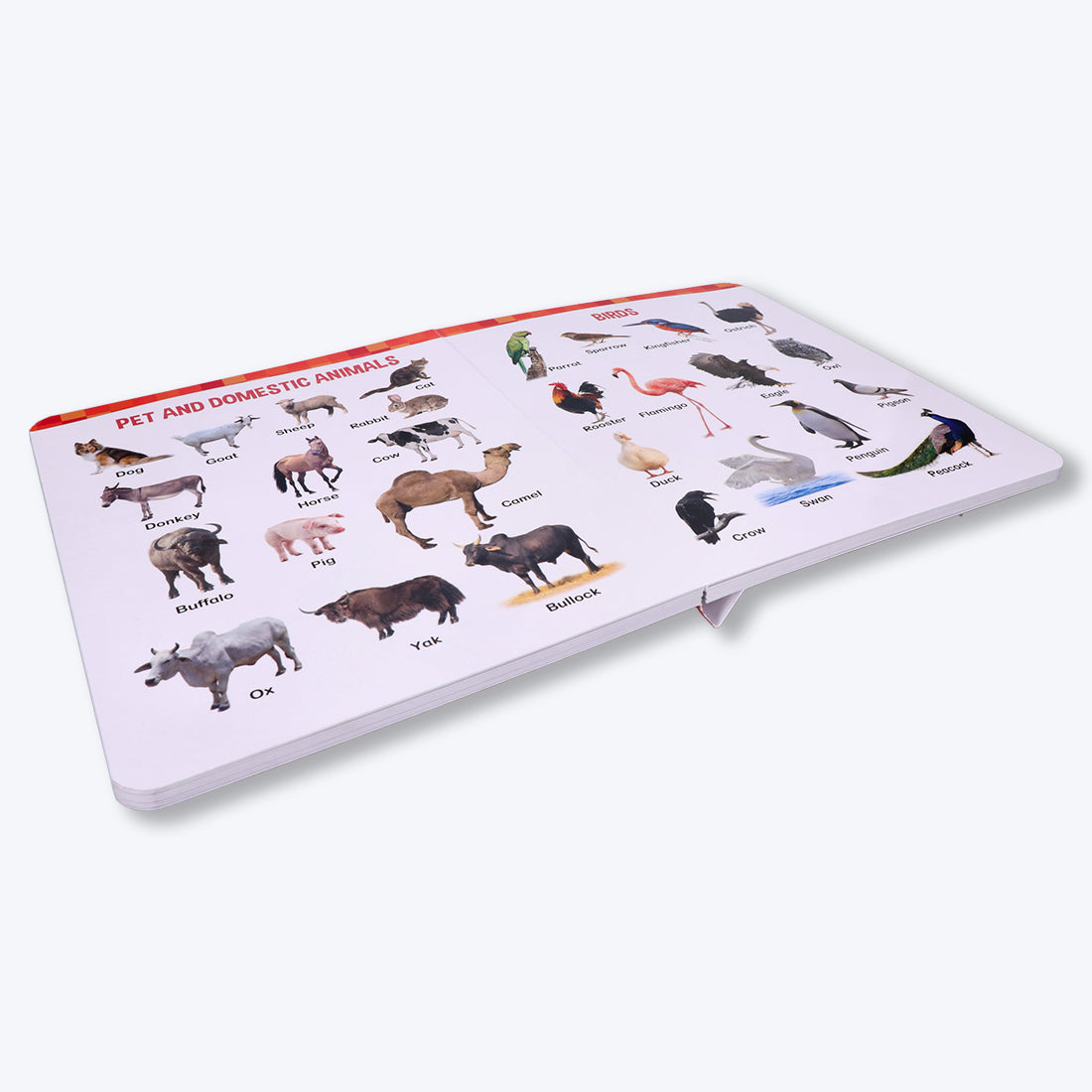 Navneet All In One Board Book (Eng.) - First Early Learning book for K